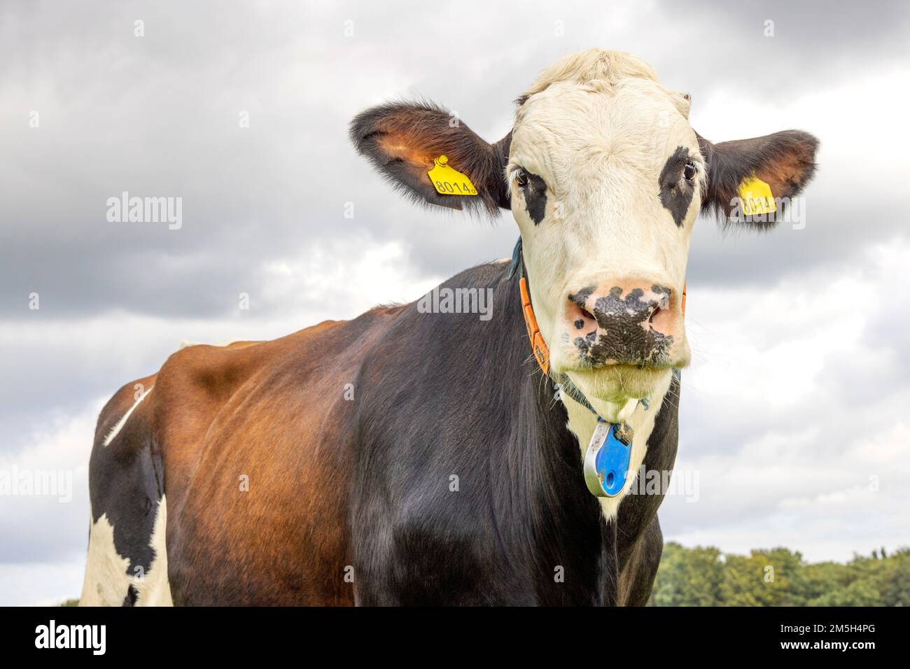 Cute cow funny, red eye patches, no horns cattle breed: blaarkop ...