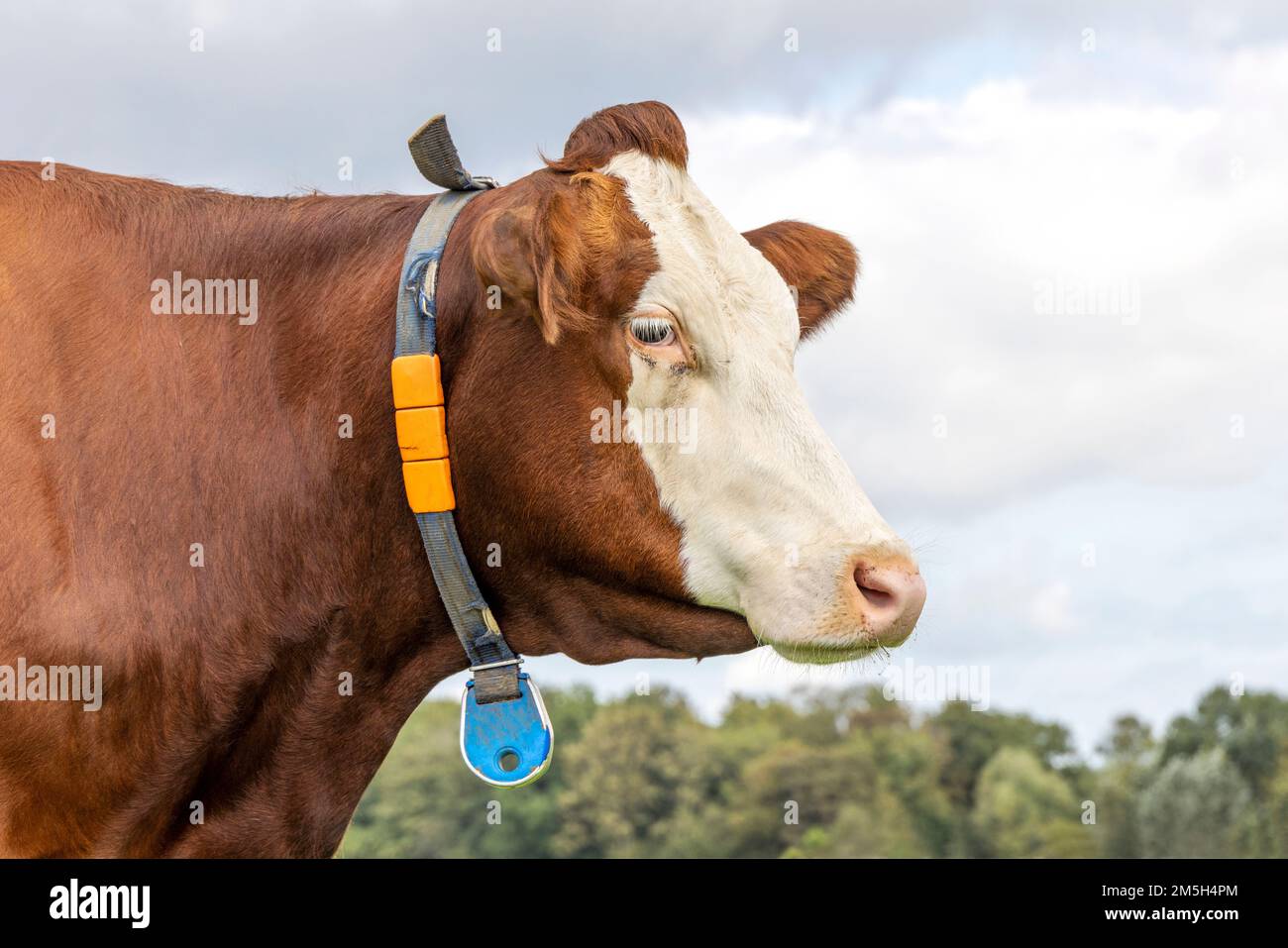 Cow head profil, dreamy red and white livestock, side view calm ...