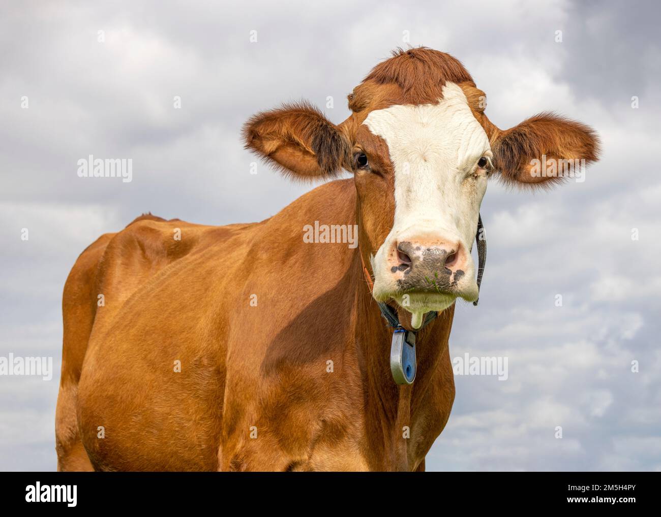 Cow portrait, a cute and calm red and white, pink nose and friendly ...