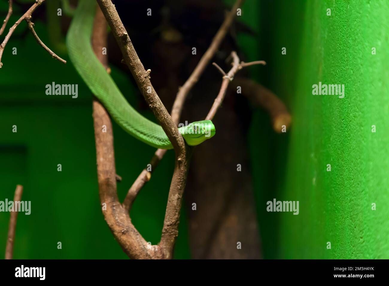 Picture of a green snake meandering across a branch in a terrarium ...