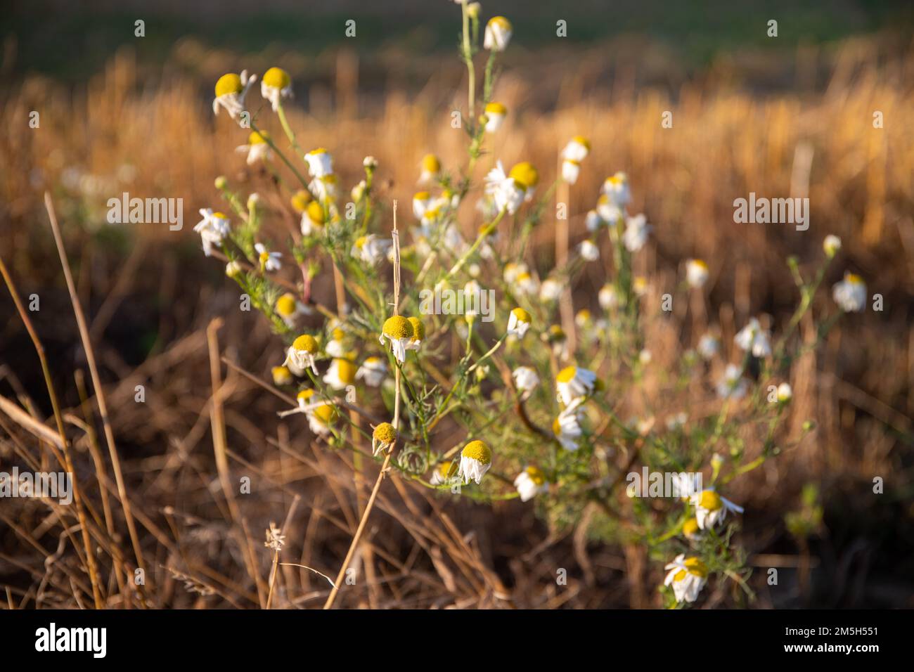 Incoming effect hi-res stock photography and images - Alamy