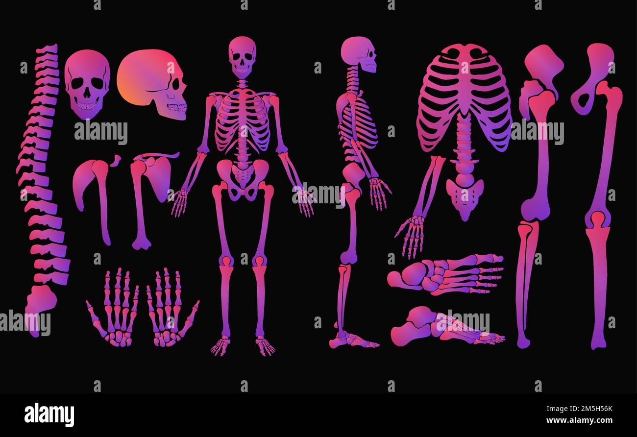 Human bones bright colors neon style skeleton set. High detailed shine gradient color vector ...