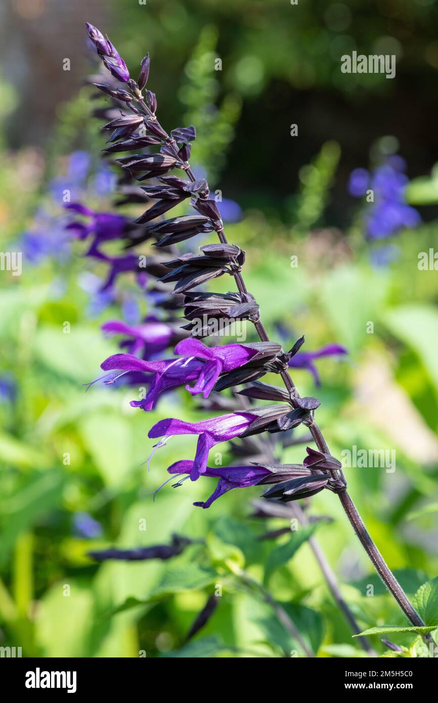 Close up of purple salvia amistad flowers in bloom Stock Photo - Alamy