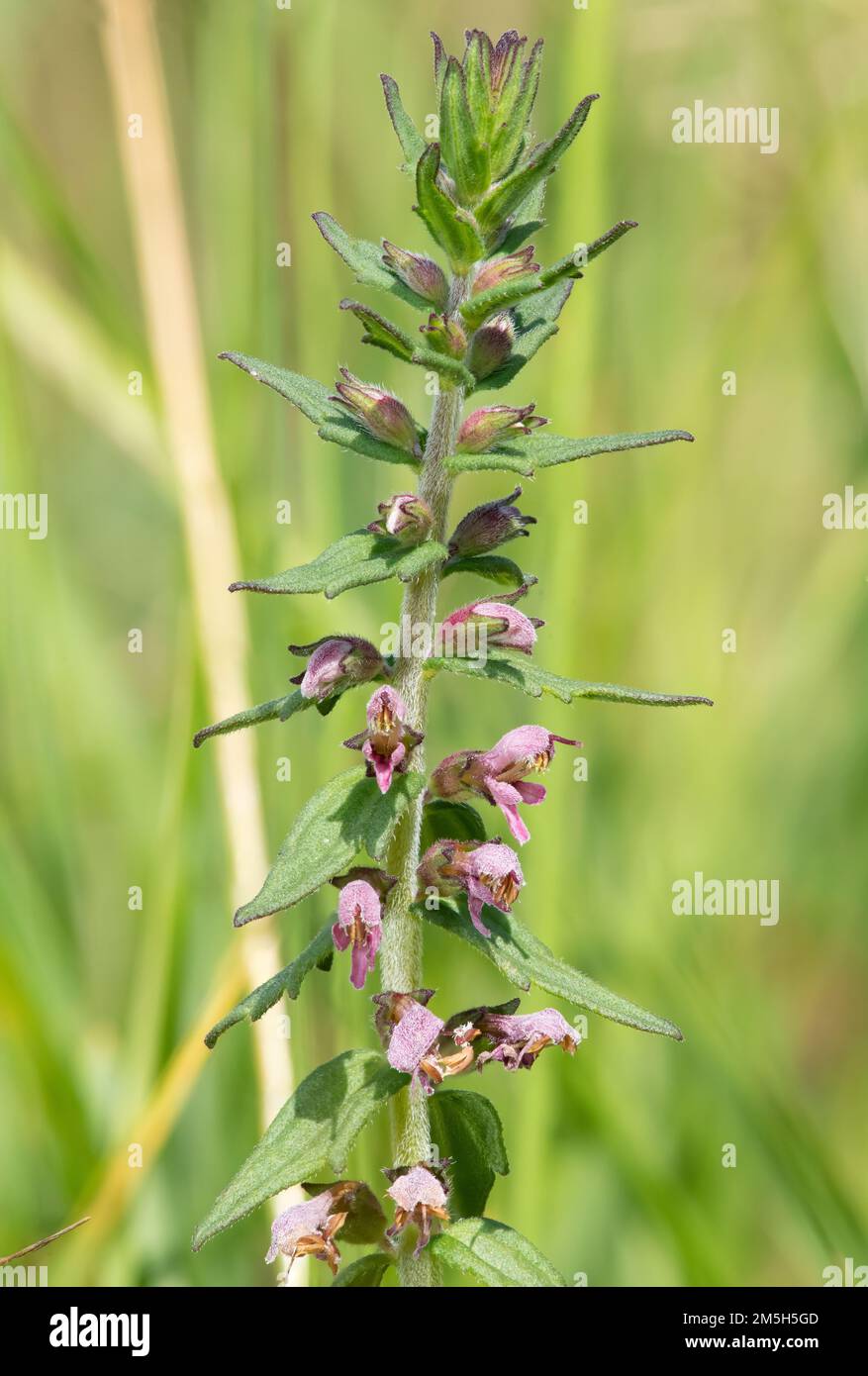 Macro shot of a red bartsia (odonites vernus) plant in bloom Stock ...