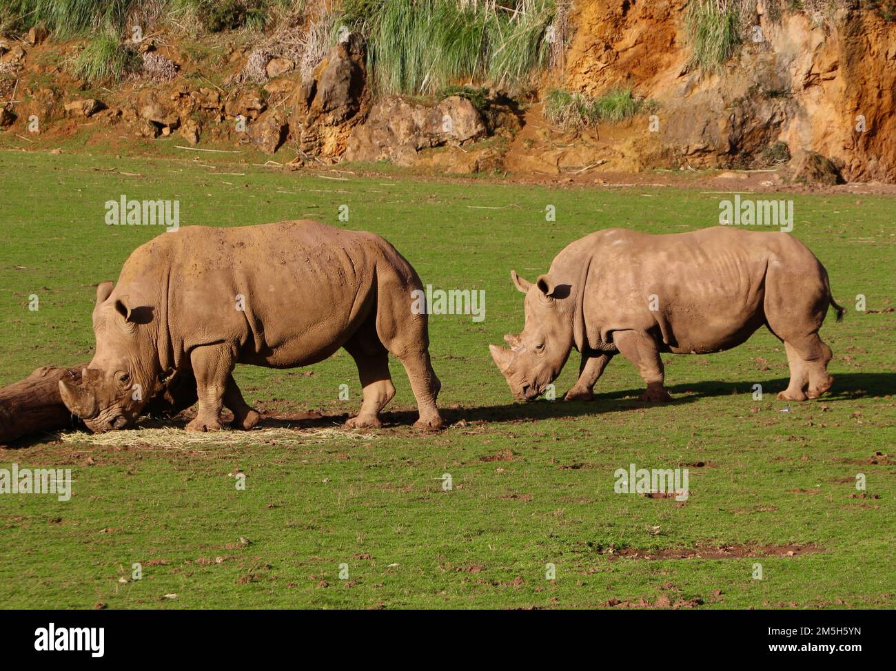 Two White rhinoceros square-lipped rhinoceros Ceratotherium simum ...