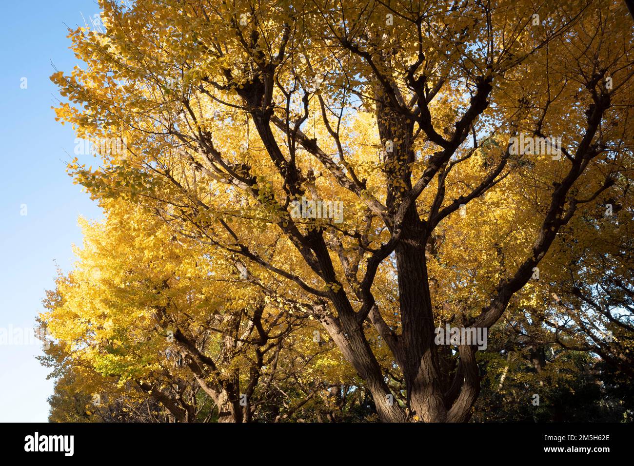 Tokyo, Japan. 27th Nov, 2022. Tokyoites in massive crowds enjoy the ...