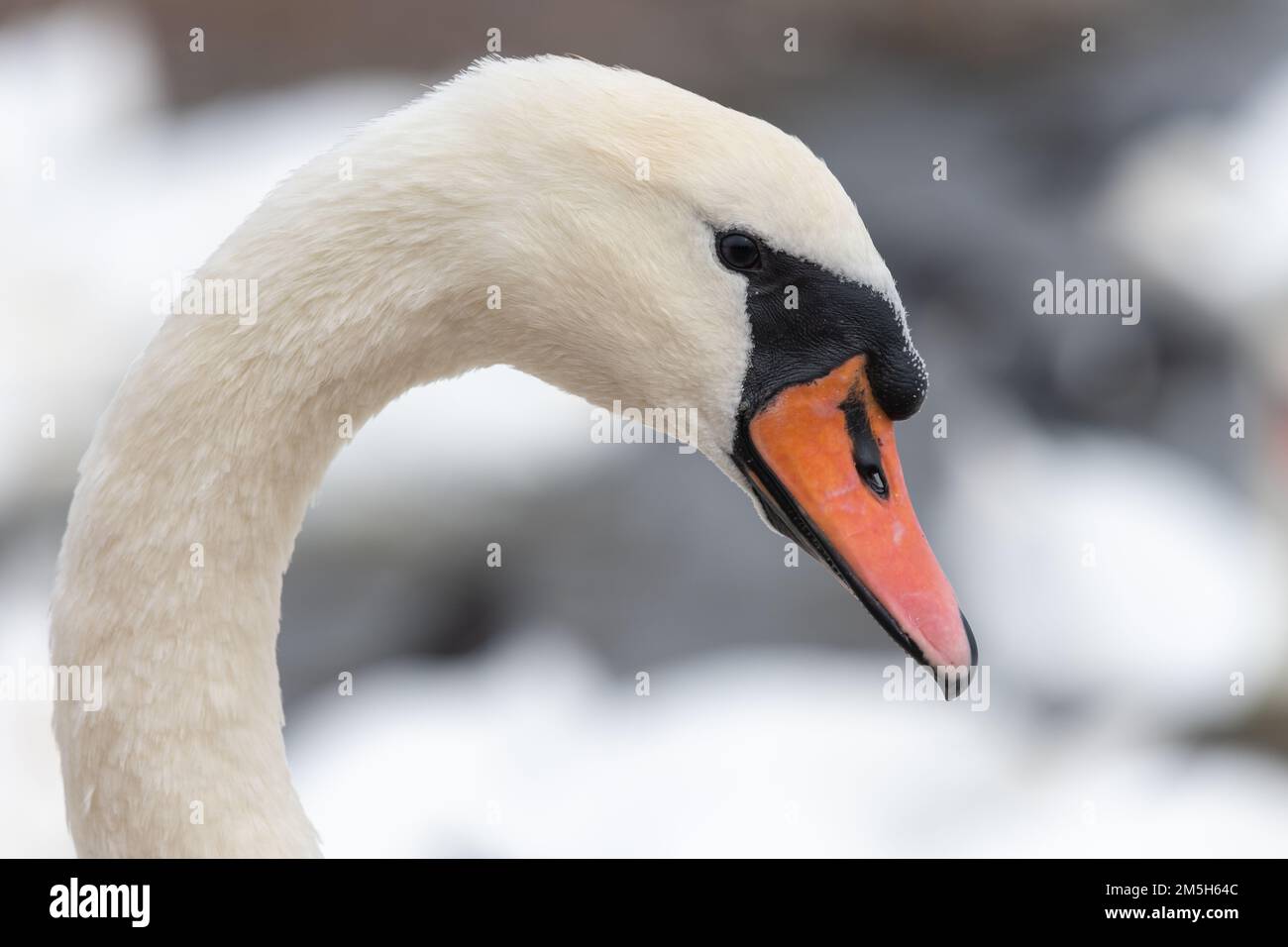 Head shot of a mute swan (cygnus olor Stock Photo - Alamy