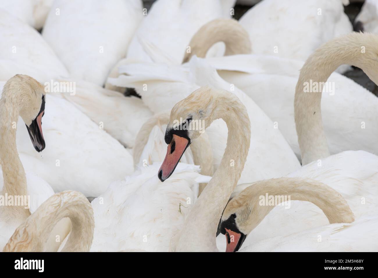 Head shot of mute swans (cygnus olor) together in the water Stock Photo ...