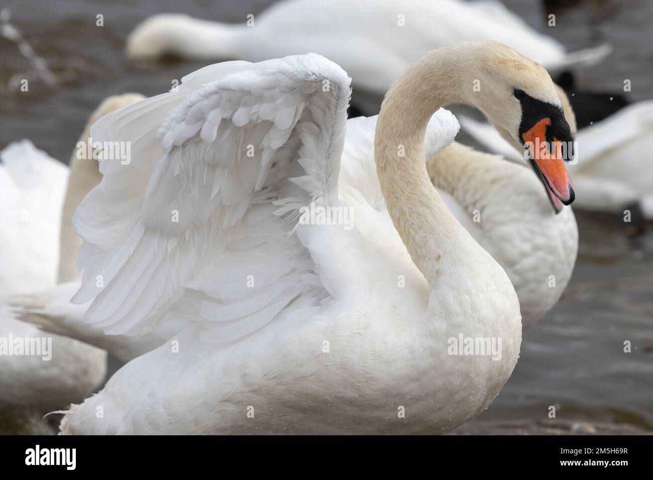 Close up of a mute swan (cygnus olor) in the water Stock Photo - Alamy