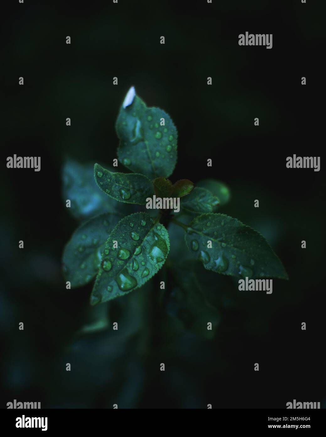 green leaaves with rain drop during the summer season. rain droplets on ...