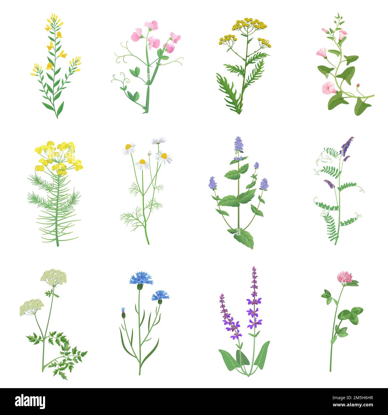 Medicinal wild flowers Stock Vector Images - Alamy