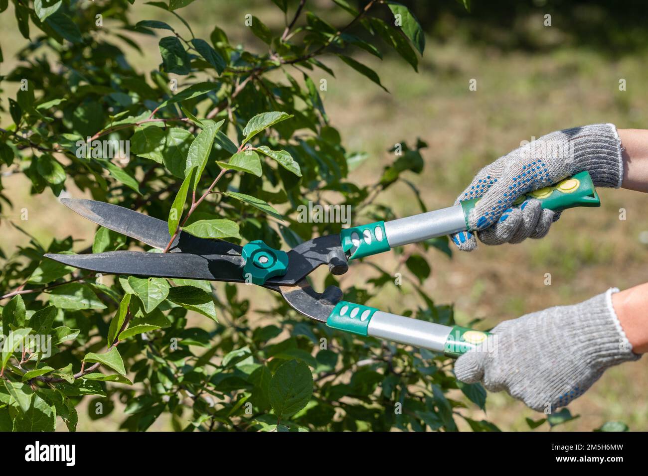 garden shears cut a diseased branch on a tree. gardener cutting a ...