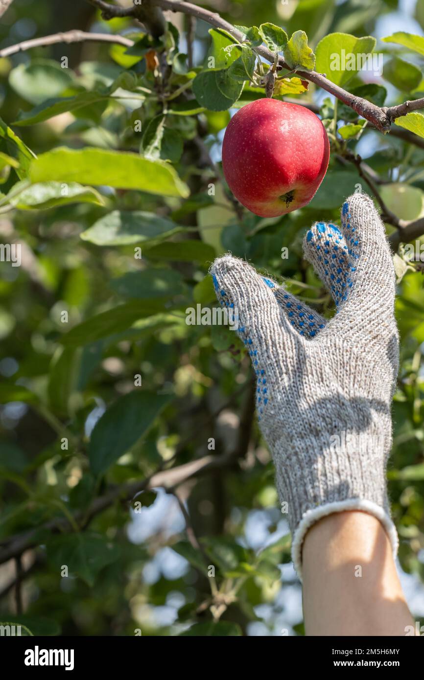 a man picks a red apple from a branch. hand plucks an apple Stock Photo ...