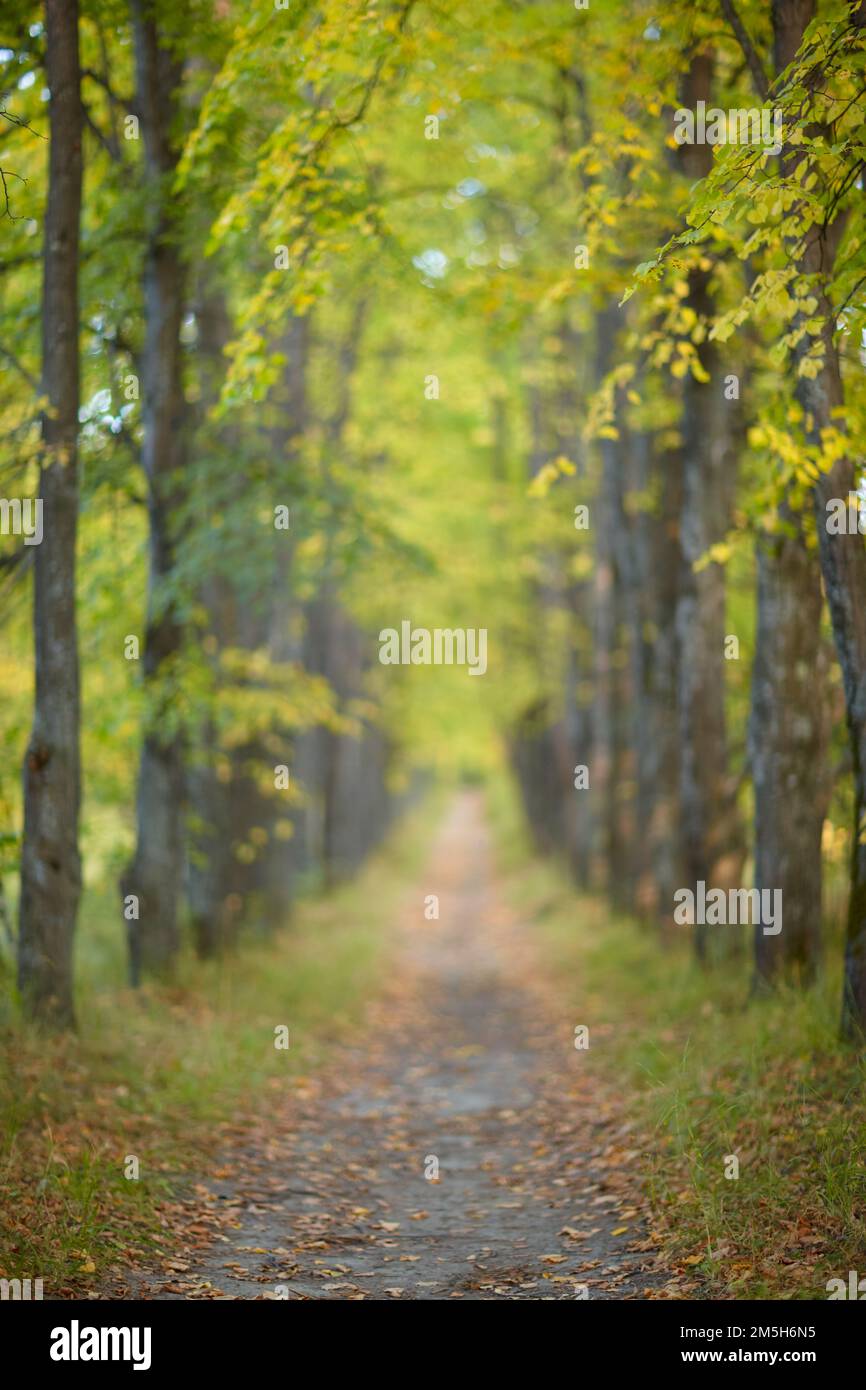 Autumn linden tree alley. Path under yellow trees with falling autumn ...