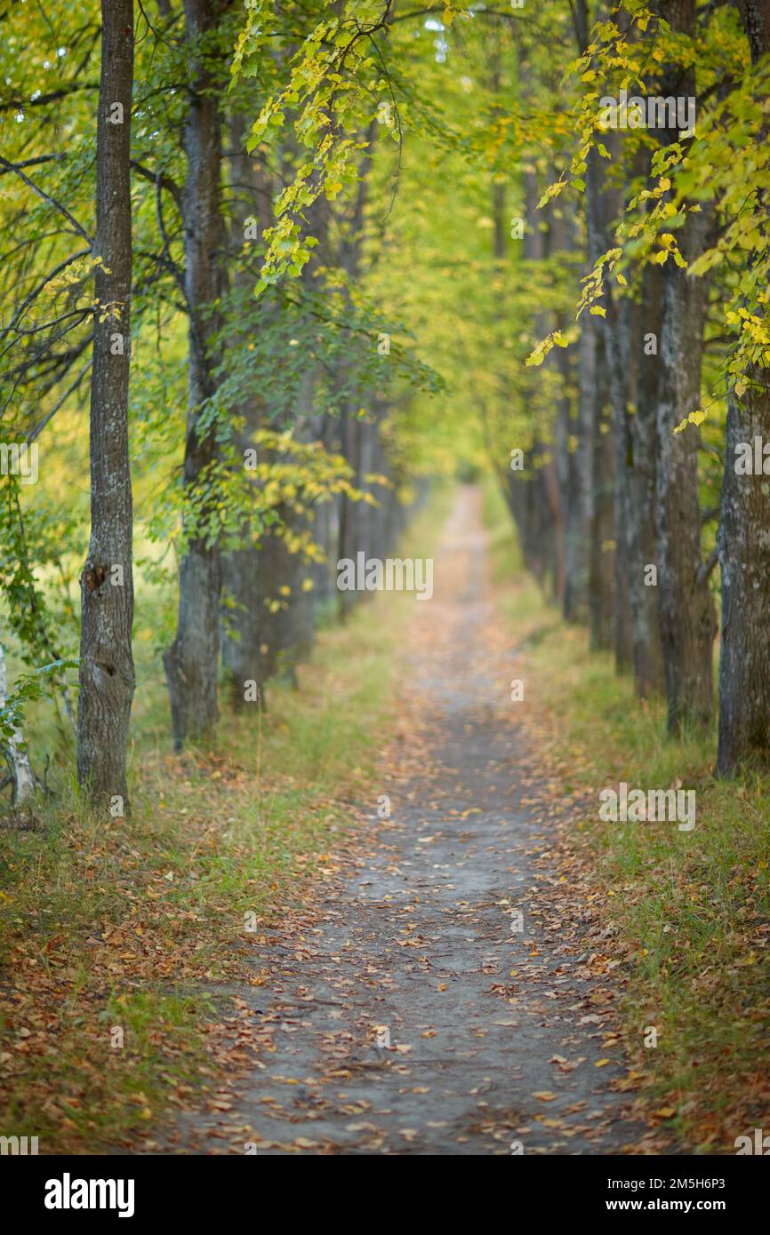 Autumn linden tree alley. Path under yellow trees with falling autumn ...