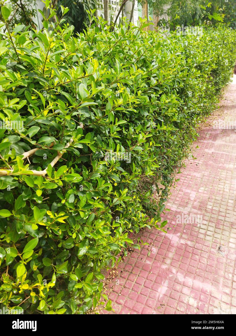 green bush plantation background, organic, plants in park Stock Photo ...