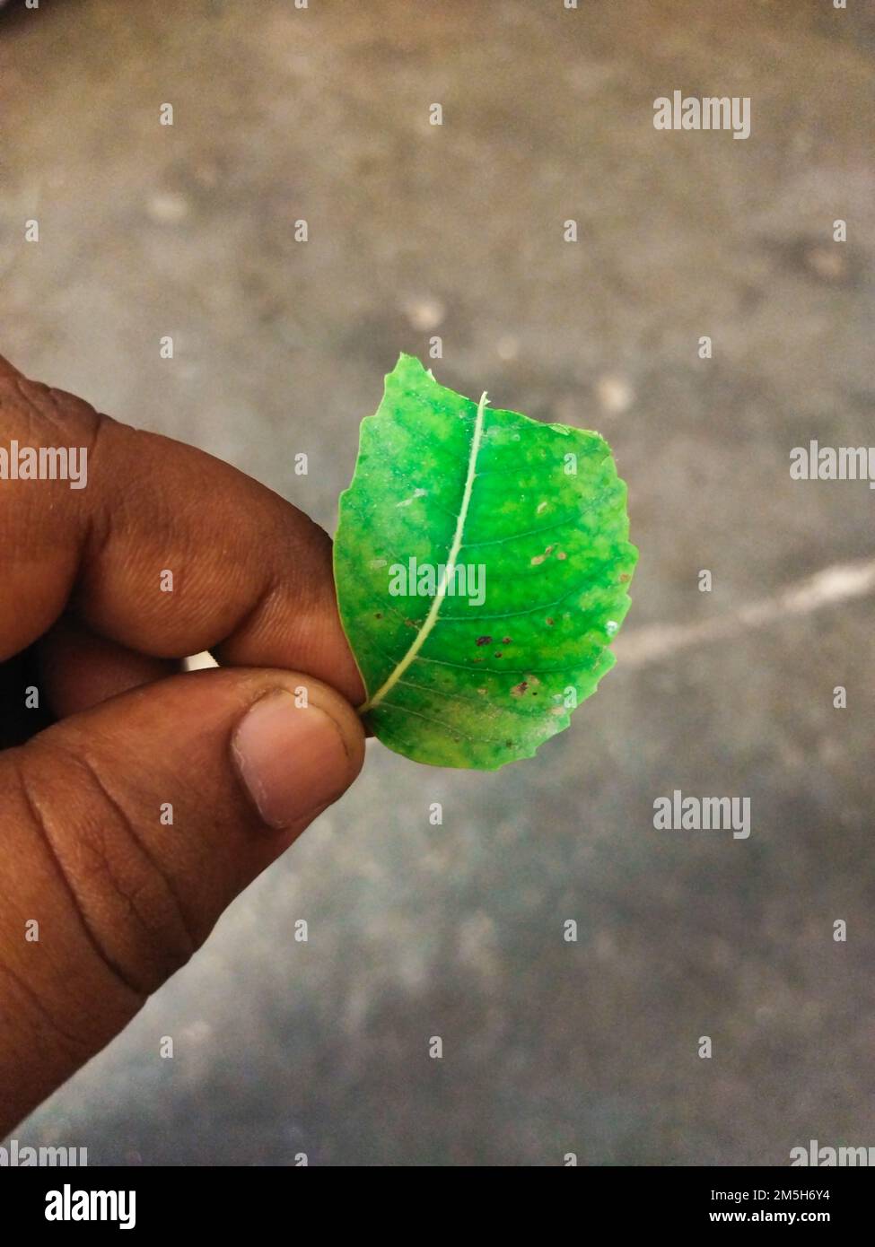 Close-up of a leaf hand holding neem leaves and checking the quality of ...