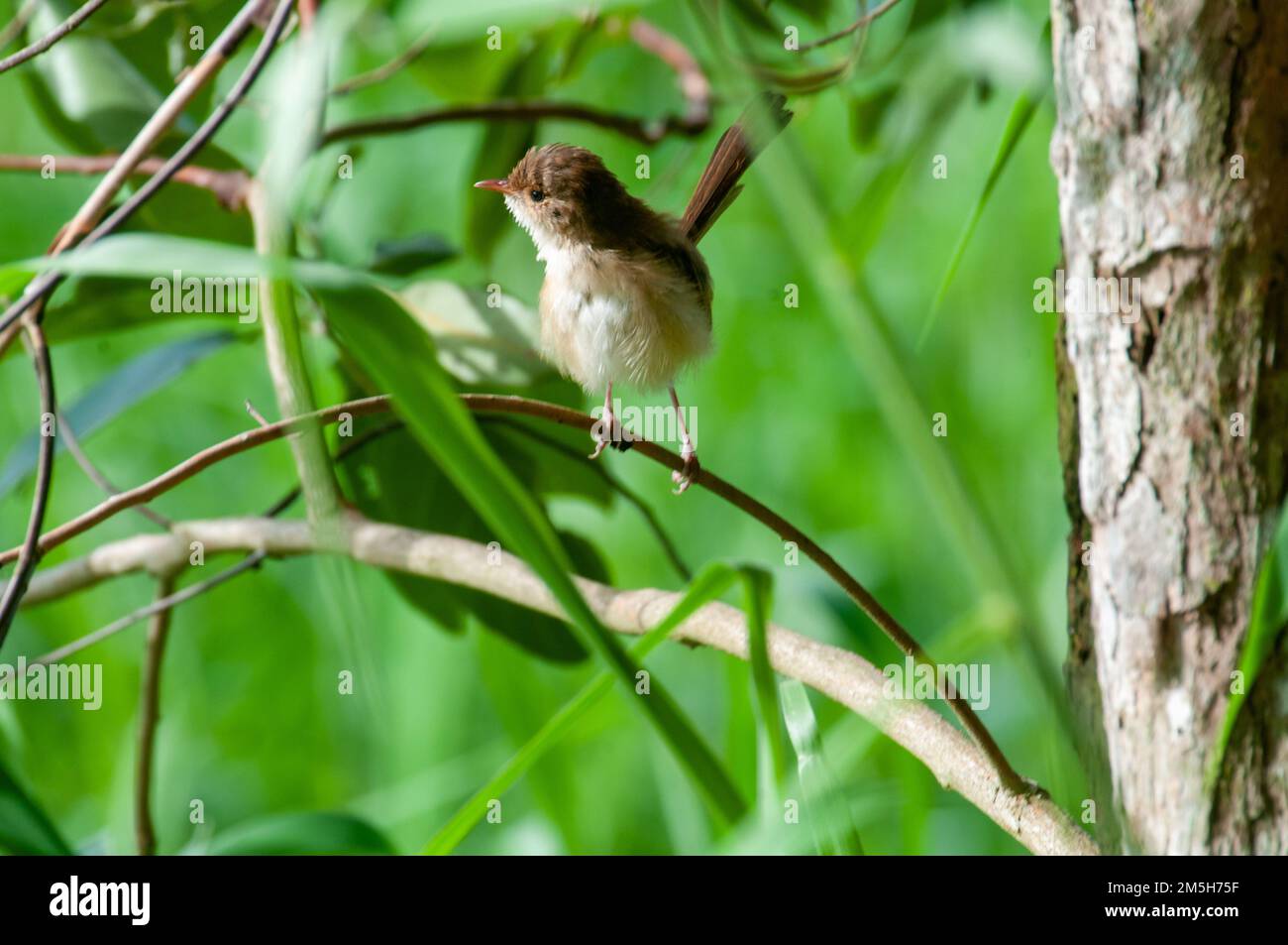 Red-backed Fairywren, Female or Juvenile, Malurus melanocephalus Stock ...