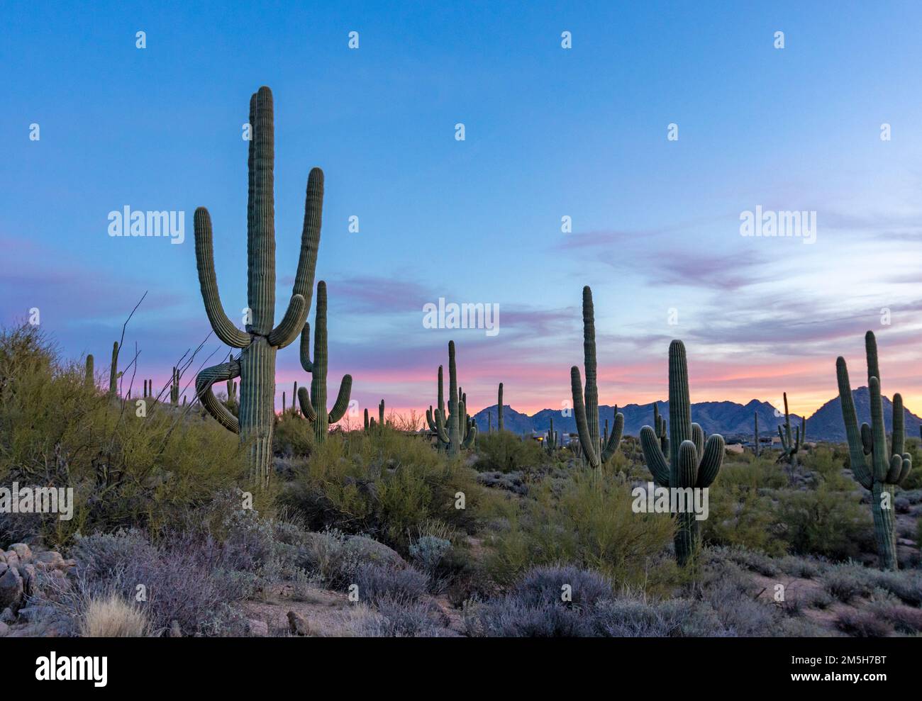 Group saguaro cactus sunset hi-res stock photography and images - Alamy