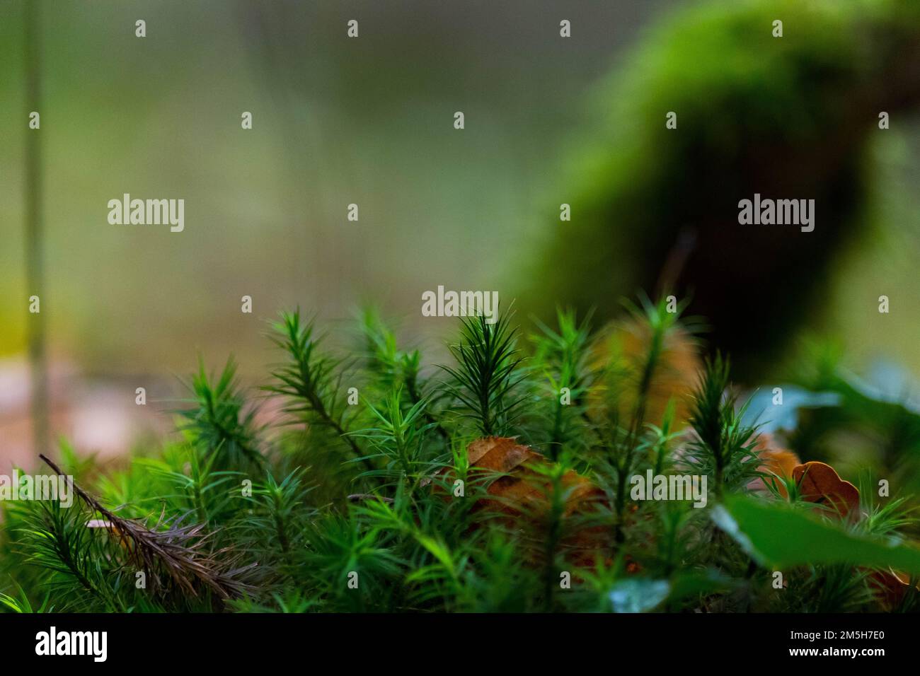 A closeup shot of bright green conifer tree branches Stock Photo - Alamy
