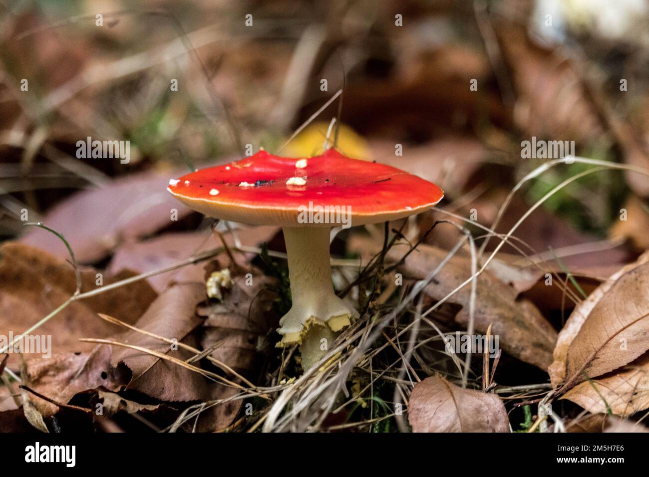 A closeup shot of a red fungus growing on a forest floor Stock Photo ...