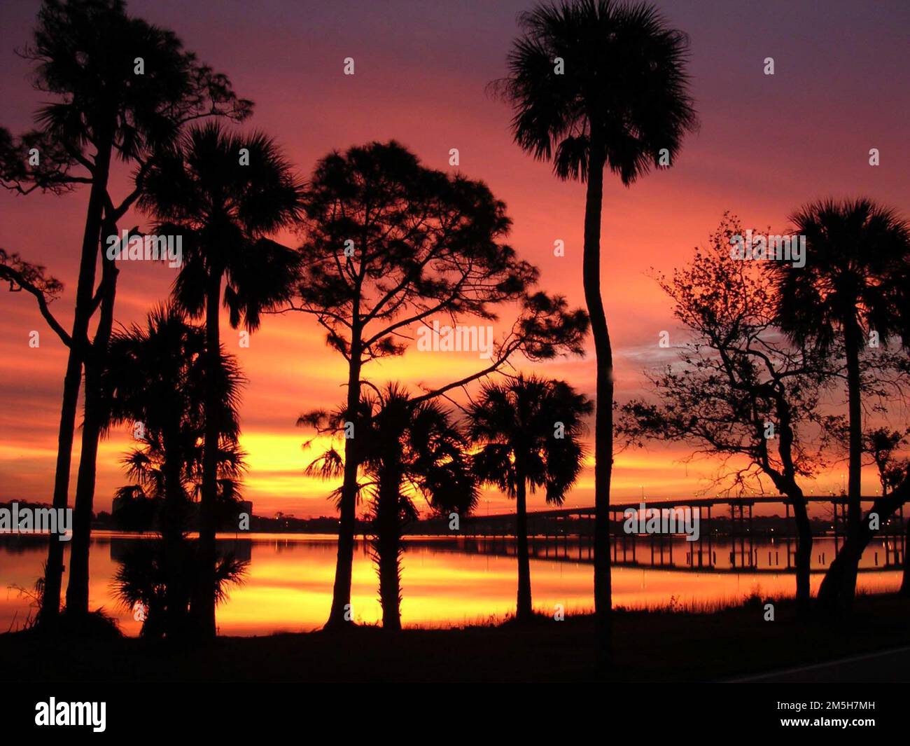 Tall trees stand hi-res stock photography and images - Alamy