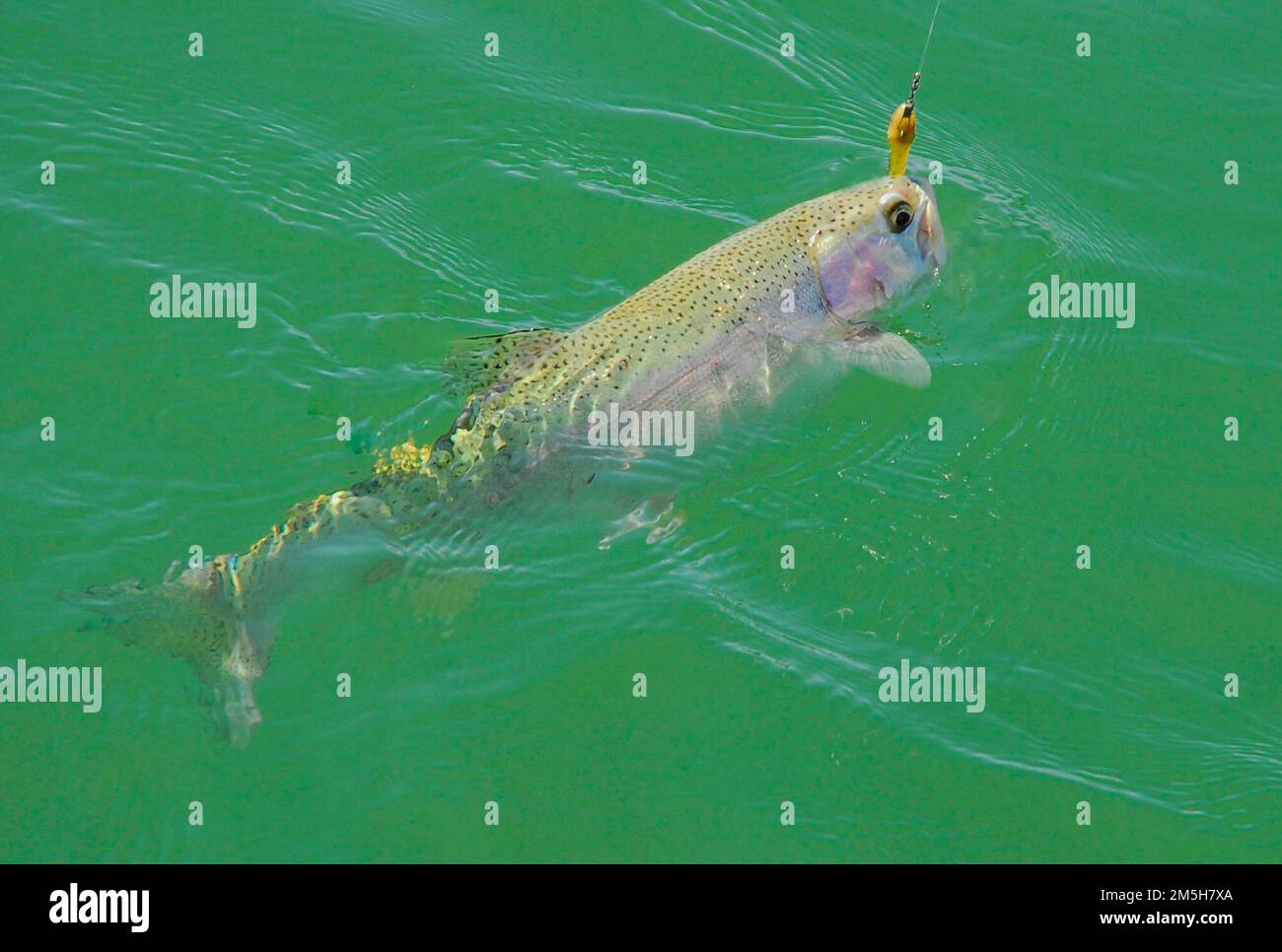Flaming Gorge-Uintas National Scenic Byway - Rainbow Trout at Flaming ...