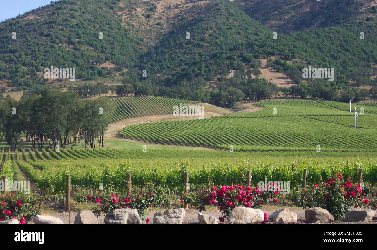 Rogue-Umpqua Scenic Byway - Del Rio Vineyard with Roses. Roses bloom in ...
