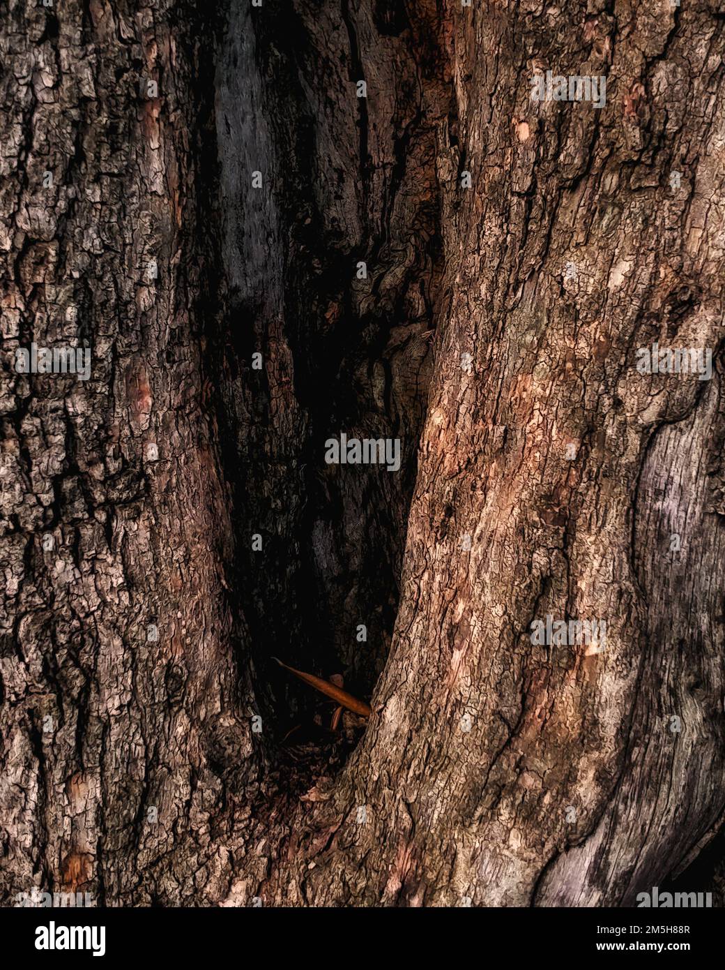 wood tree cortex background. tree cortex wallpaper Stock Photo - Alamy