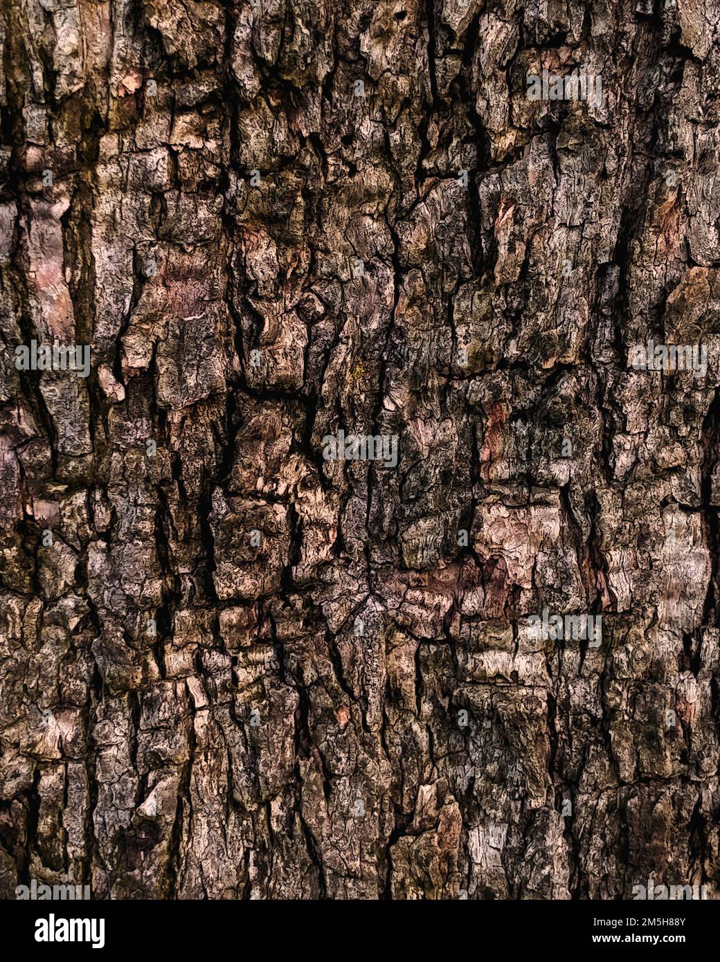 wood tree cortex background. tree cortex wallpaper Stock Photo - Alamy