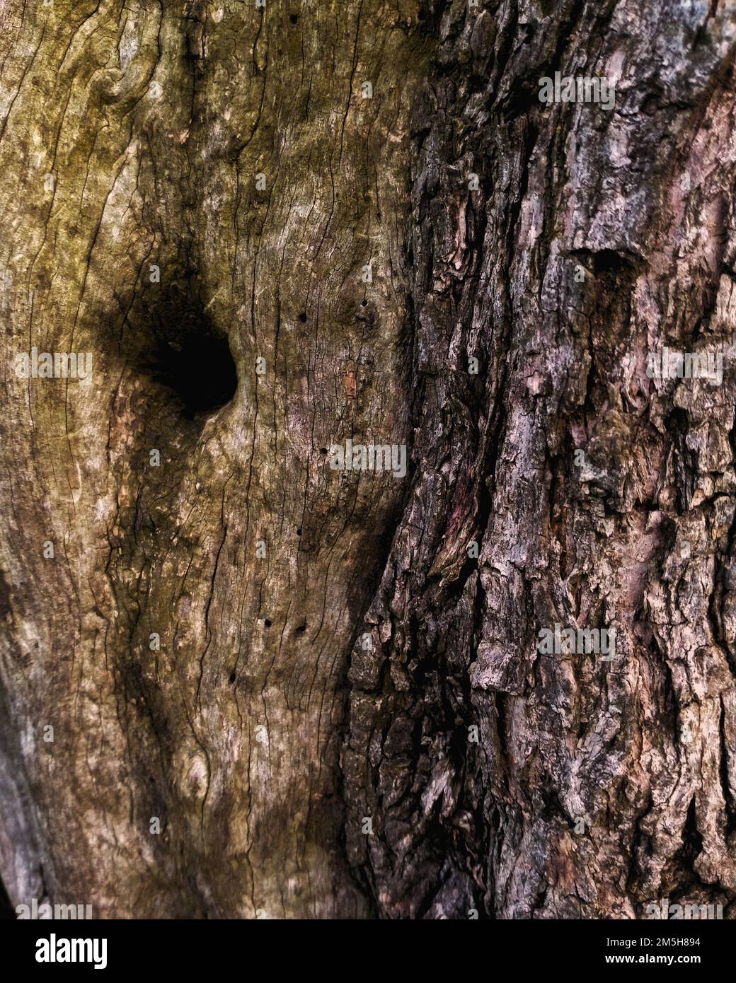 wood tree cortex background. tree cortex wallpaper Stock Photo - Alamy
