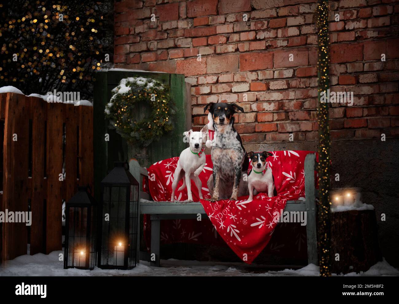 Christmas portrait of a group of dogs. Family portrait of several dogs ...