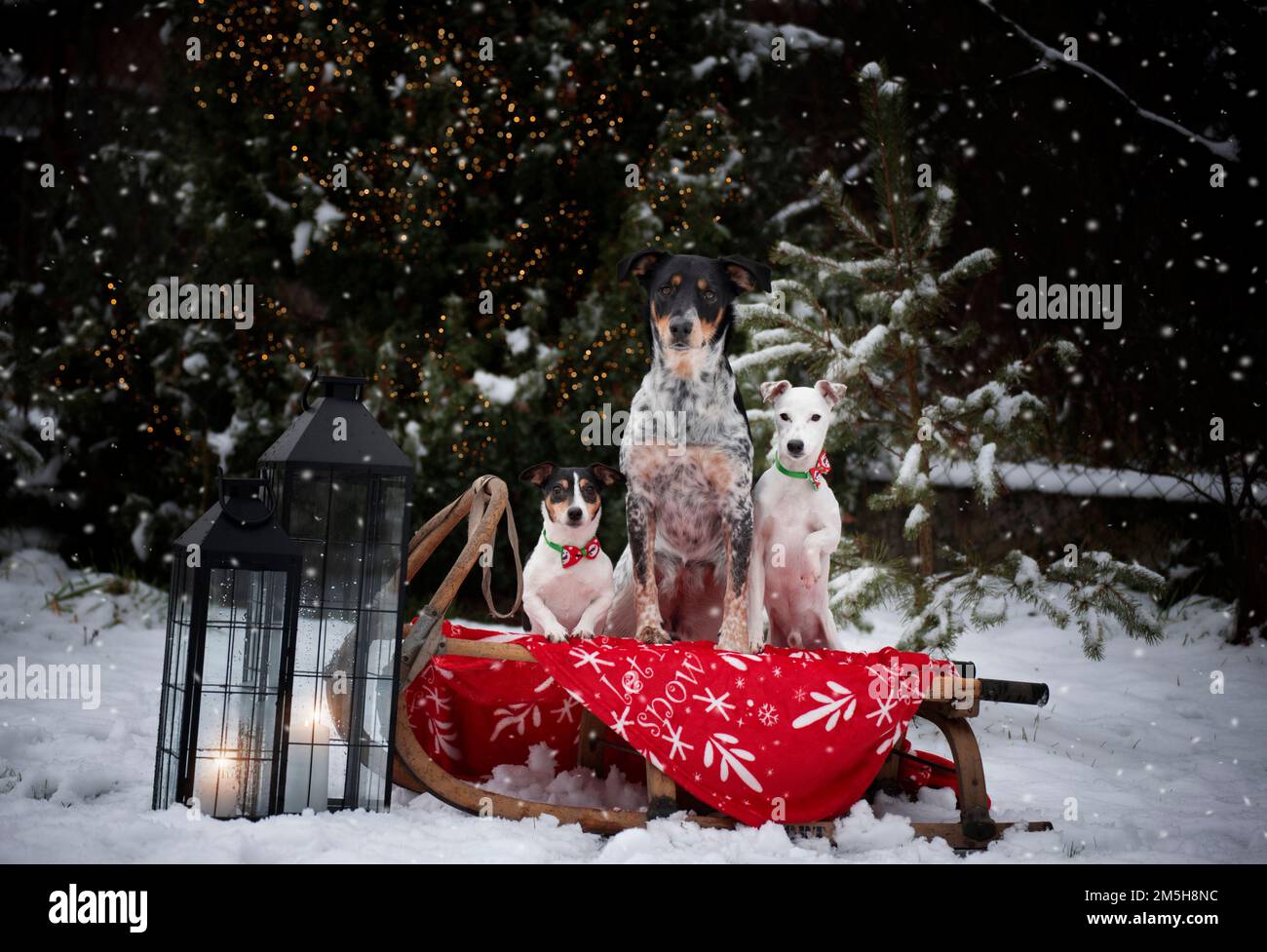 Christmas portrait of a group of dogs. Family portrait of several dogs ...