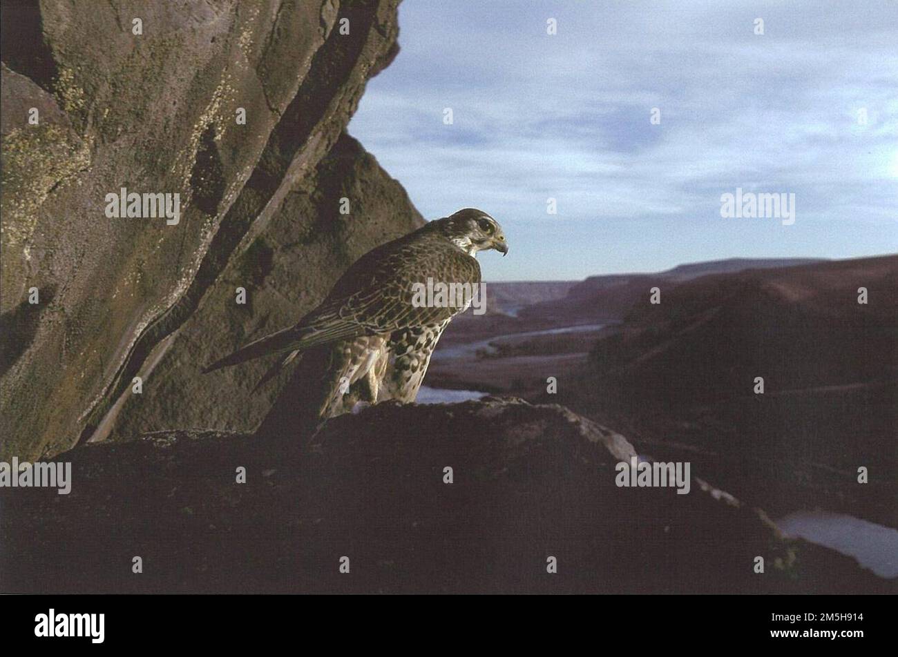 Western Heritage Historic Byway - Raptor Overlooking the Snake River ...