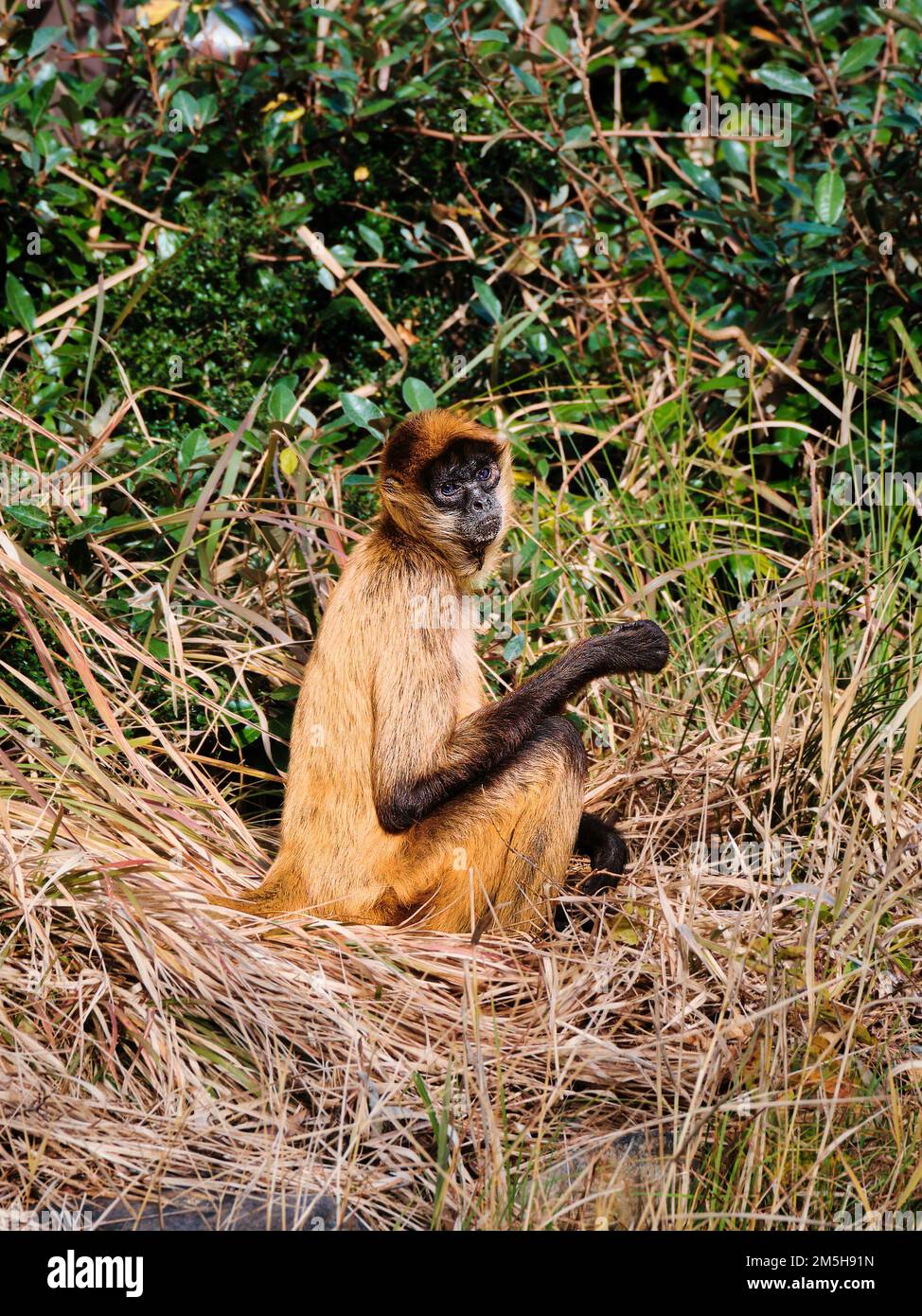 Staring monkey hi-res stock photography and images - Alamy