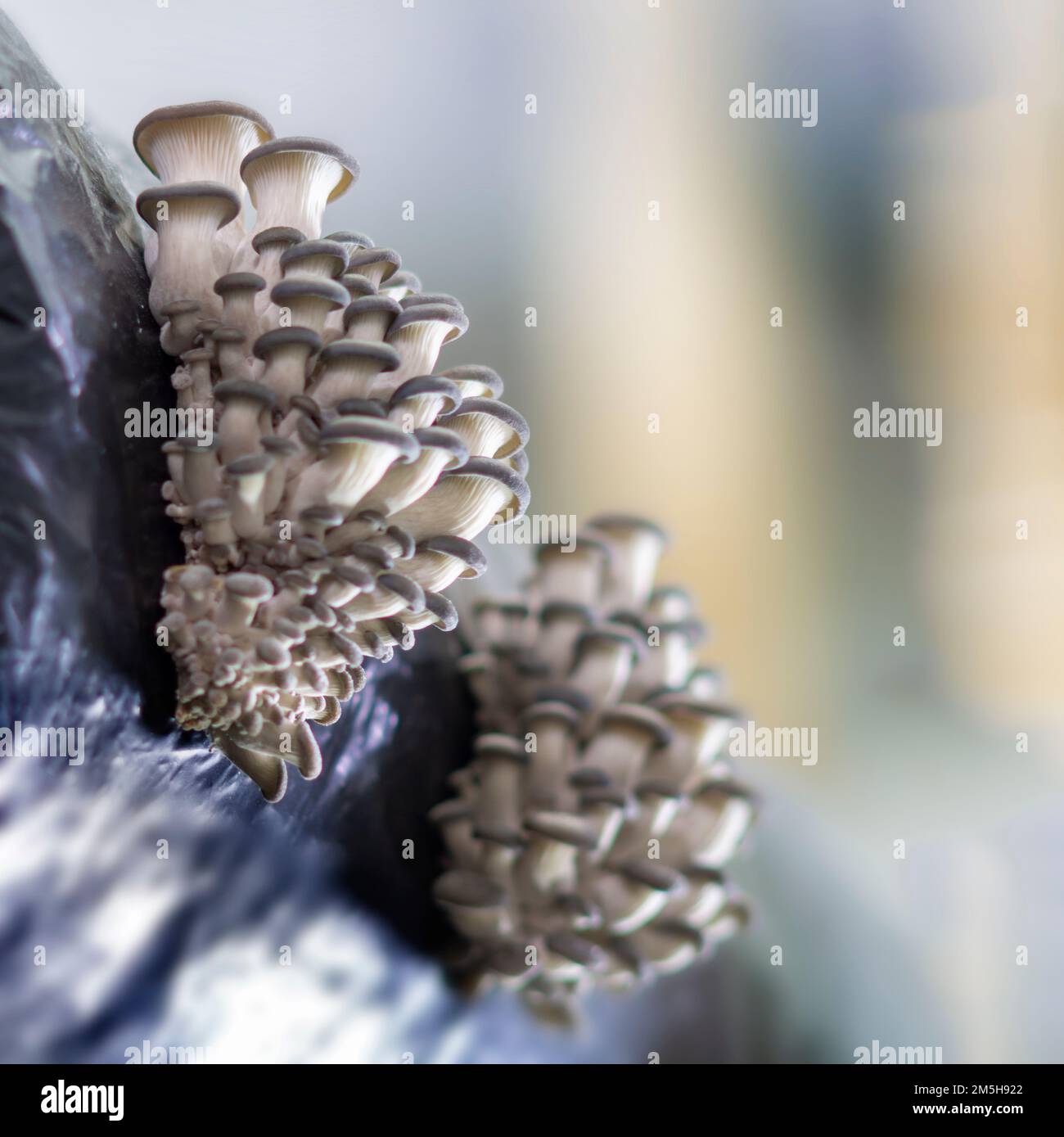Growing mushrooms macro. Mycelium close-up. Edible mushrooms texture. A ...