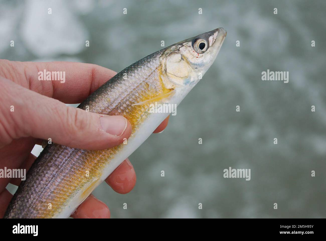 Logan Canyon Scenic Byway - A Cisco Fish In Hand. Closeup of a captured cisco fish. The cisco is ...