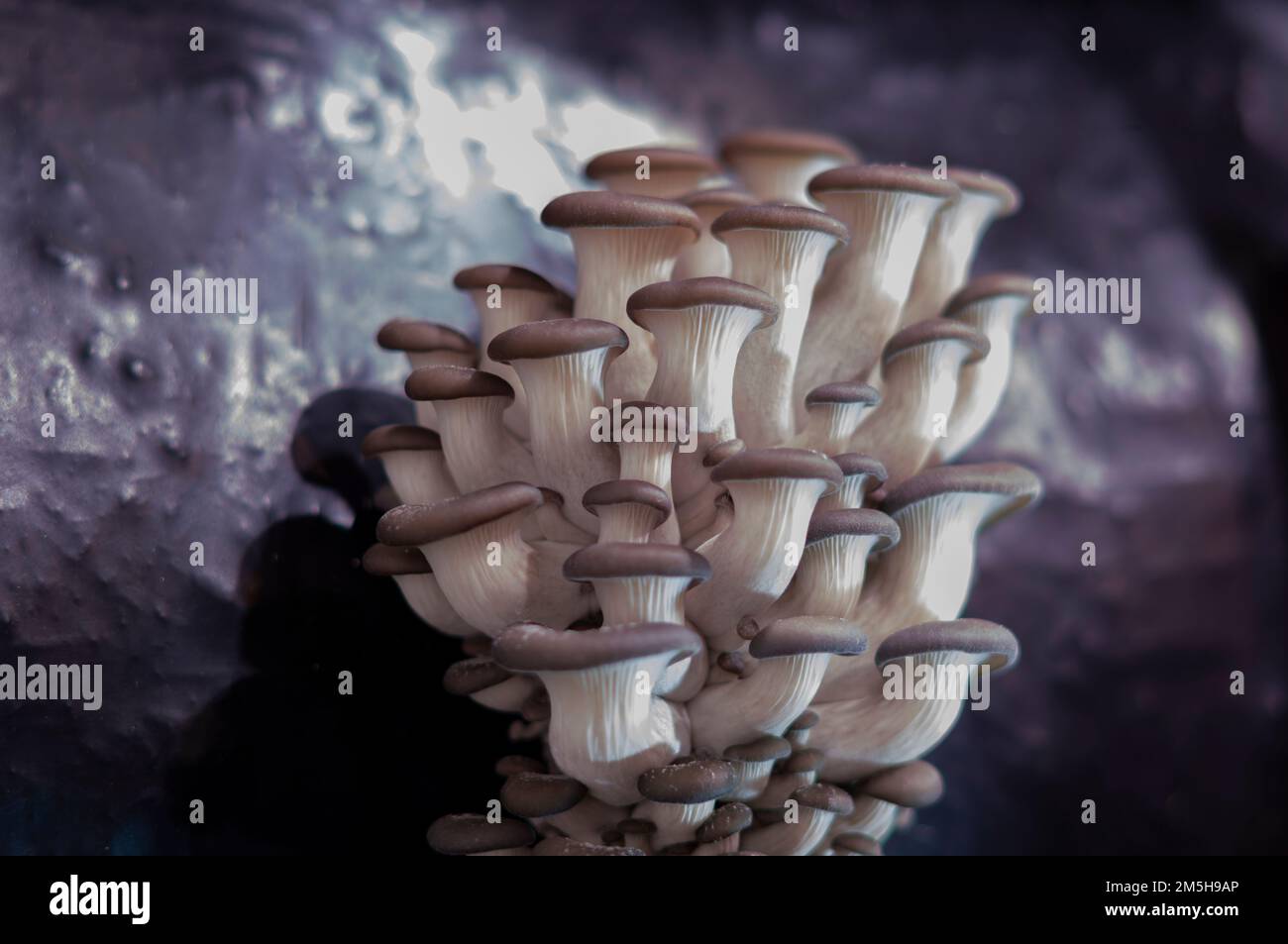 Growing mushrooms macro. Mycelium close-up. Edible mushrooms texture. A ...