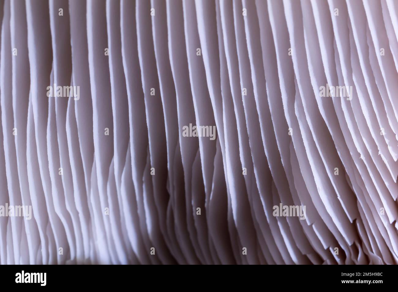 Mushroom texture abstract pattern for design and decoration. Edible ...