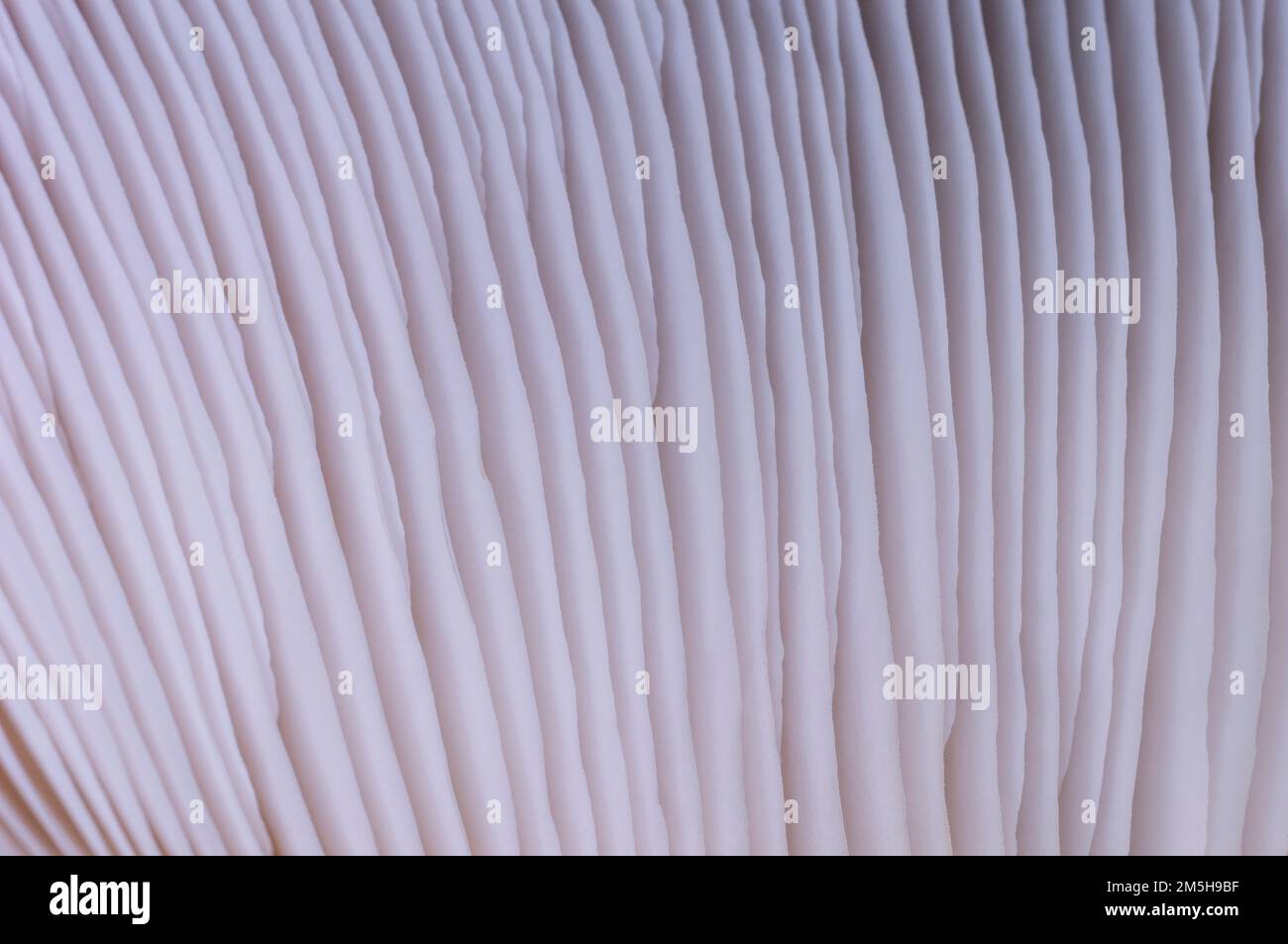 Mushroom texture abstract pattern for design and decoration. Edible ...