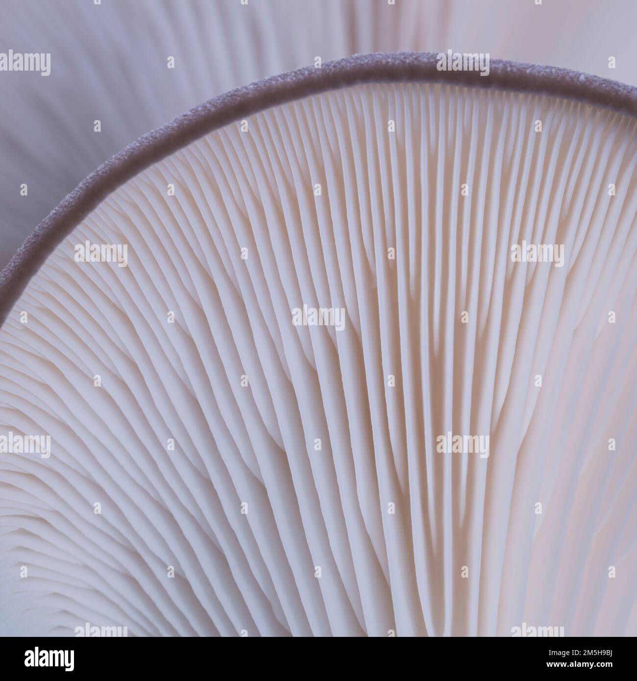 Mushroom texture abstract pattern for design and decoration. Edible ...