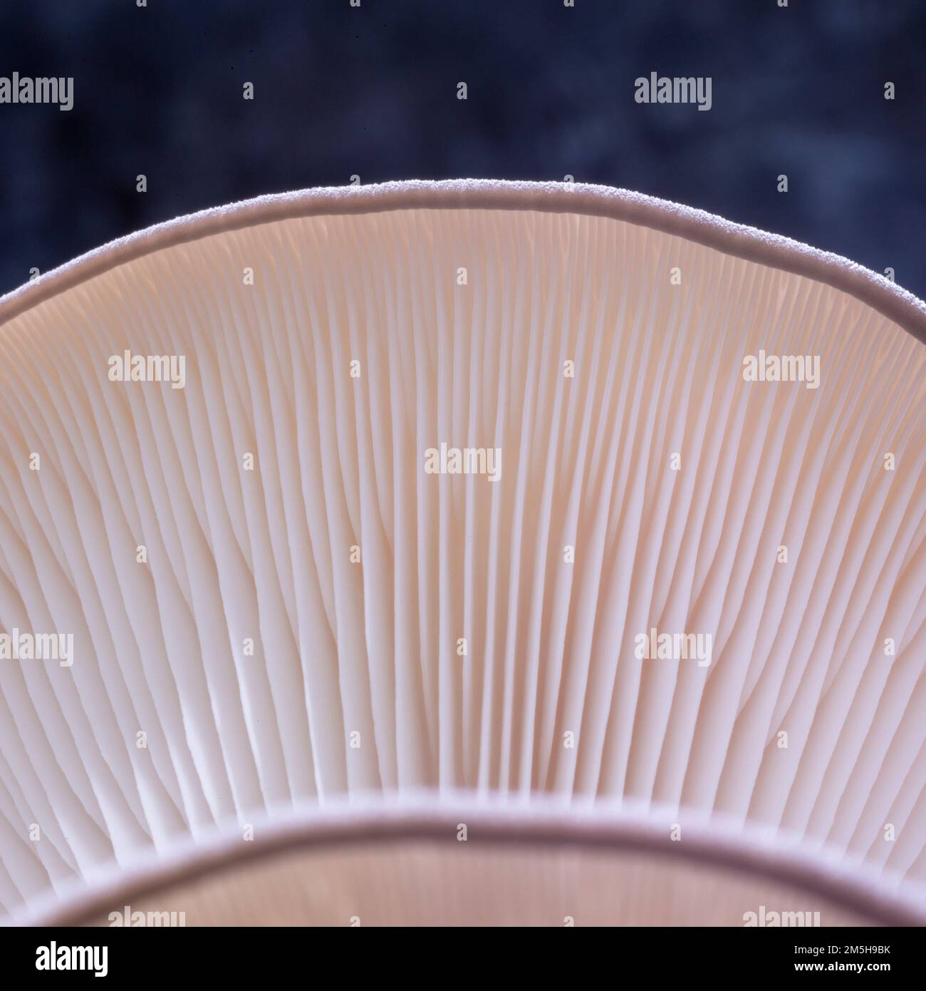 Mushroom texture abstract pattern for design and decoration. Edible ...