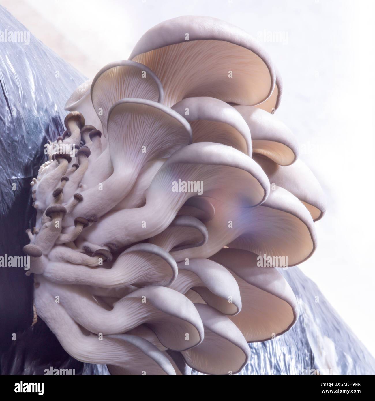Growing mushrooms macro. Mycelium close-up. Edible mushrooms texture. A ...