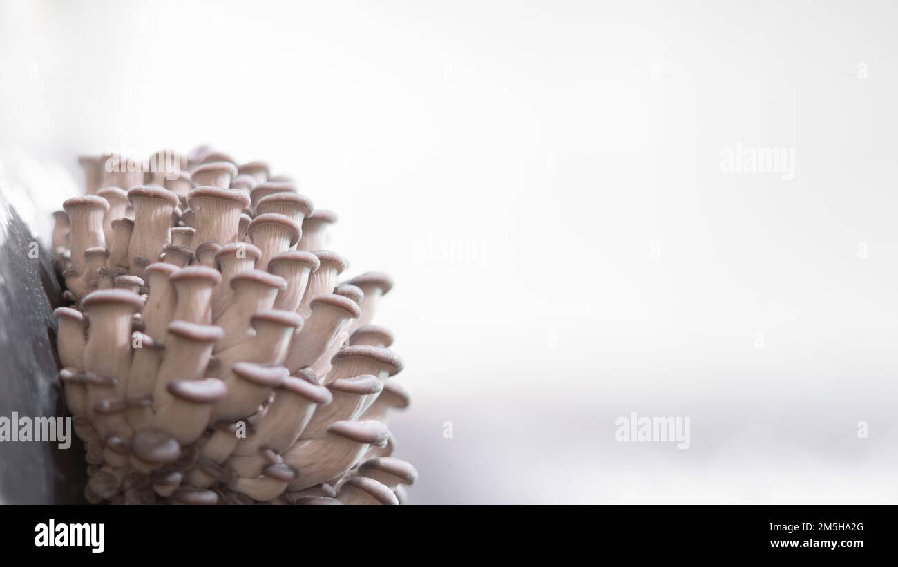 Growing mushrooms macro. Mycelium close-up. Edible mushrooms texture. A ...