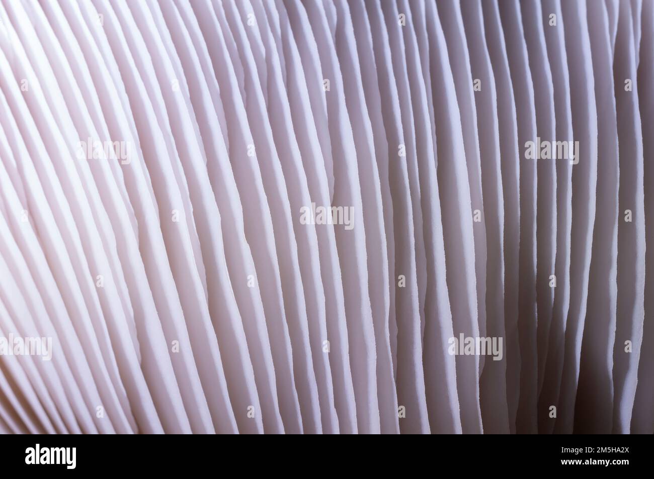 Mushroom texture abstract pattern for design and decoration. Edible ...