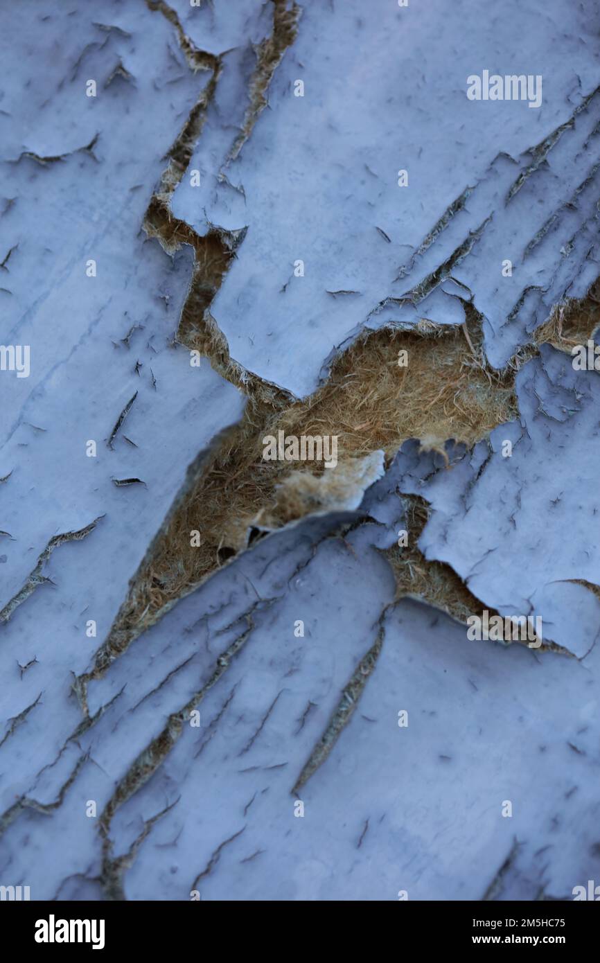A vertical closeup shot of an old blue damaged wooden door texture ...