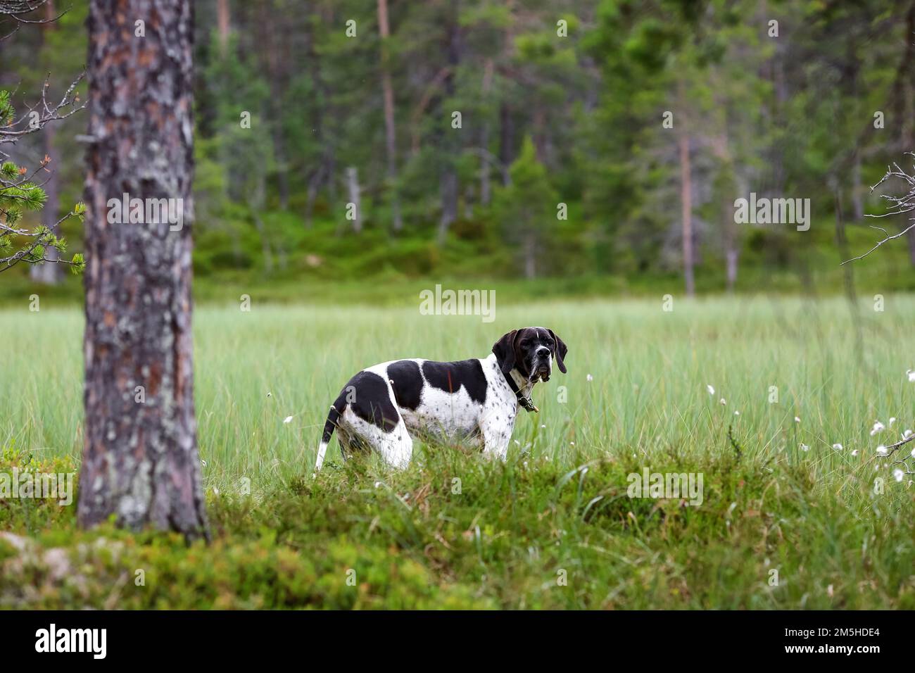 Dog english pointer hunting on the swamp in the wild forest Stock Photo ...