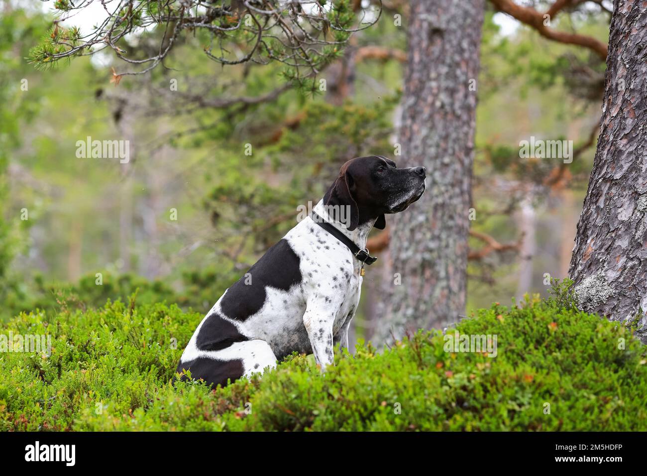 Dog english pointer sitting in the wild forest Stock Photo - Alamy