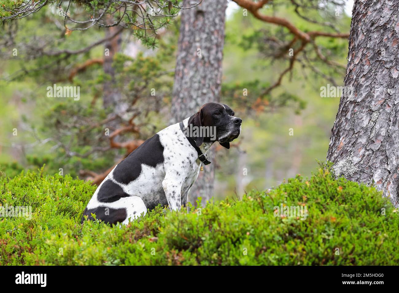 Dog english pointer sitting in the wild forest Stock Photo - Alamy