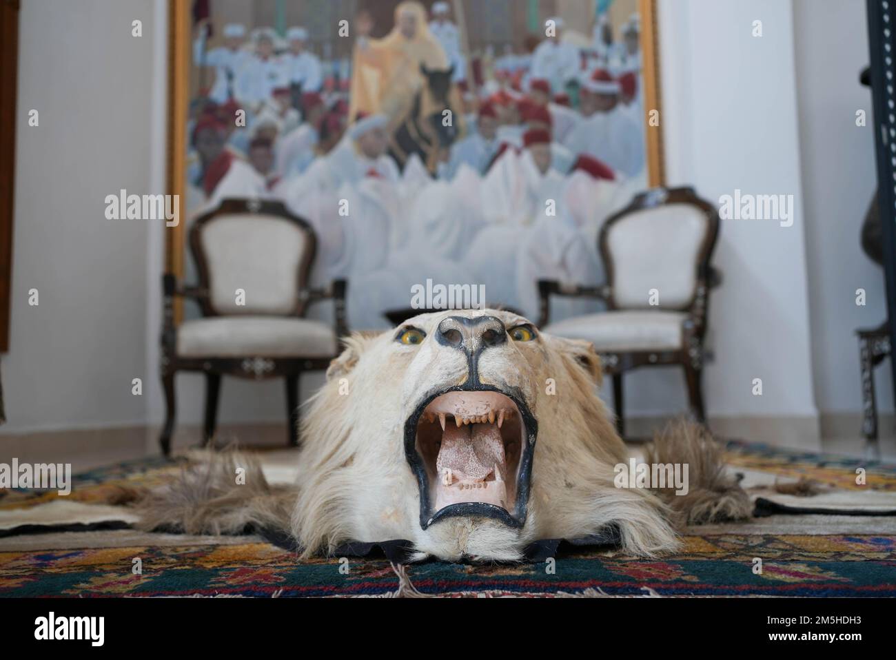 A carpet made of real lion and its head Stock Photo - Alamy